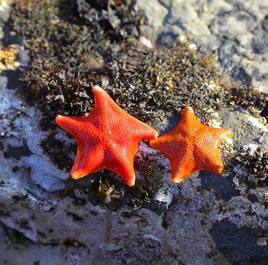 Cozy Hotel in Monterey Near Cannery Row | Wave Street Inn