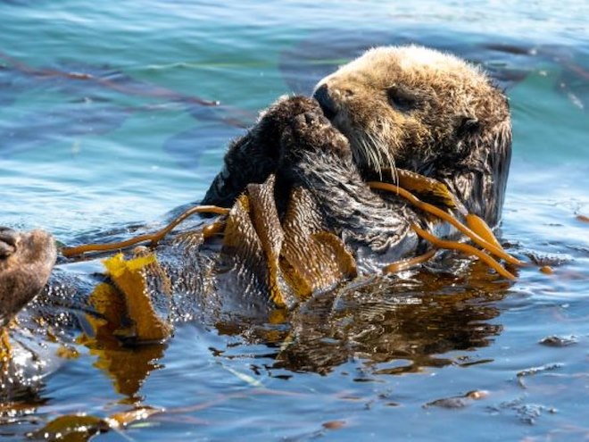 Explore Monterey California | Wave Street Inn